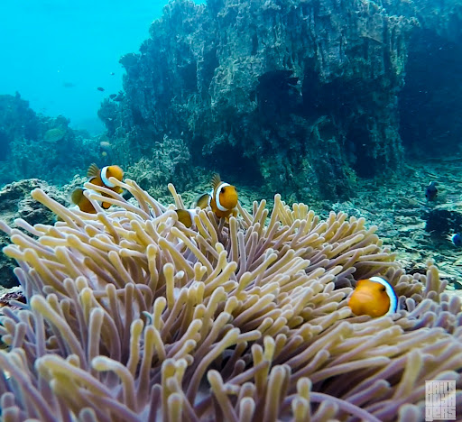 Rumah Nemo Jadi Wisata Baru di Sabang